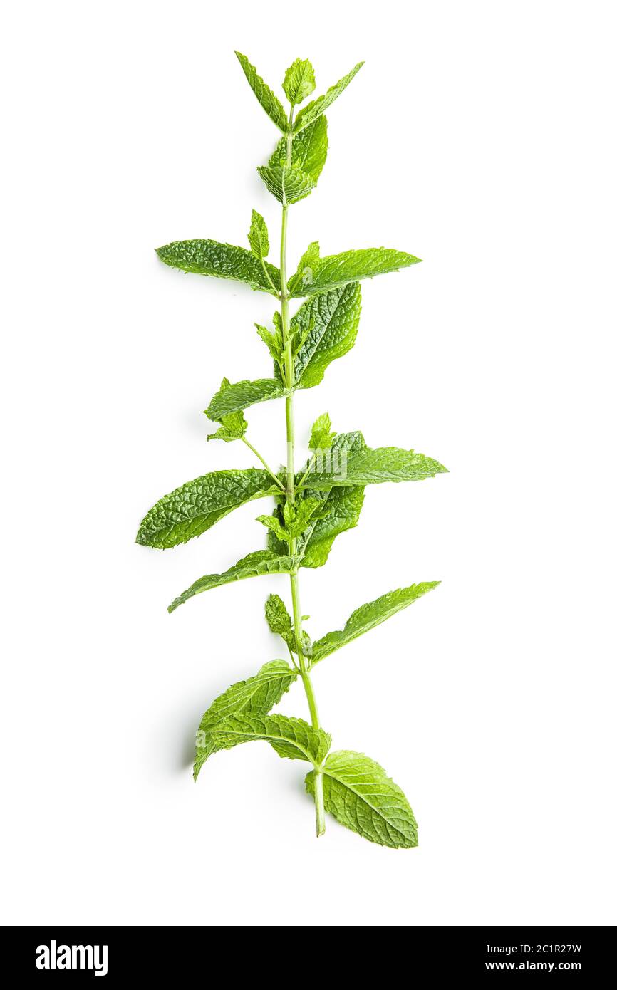 Green mint branch isolated on white background Stock Photo - Alamy