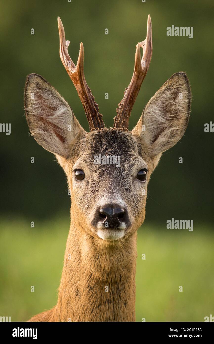 Portait of roe deer buck, looking to the camera in dark green ...