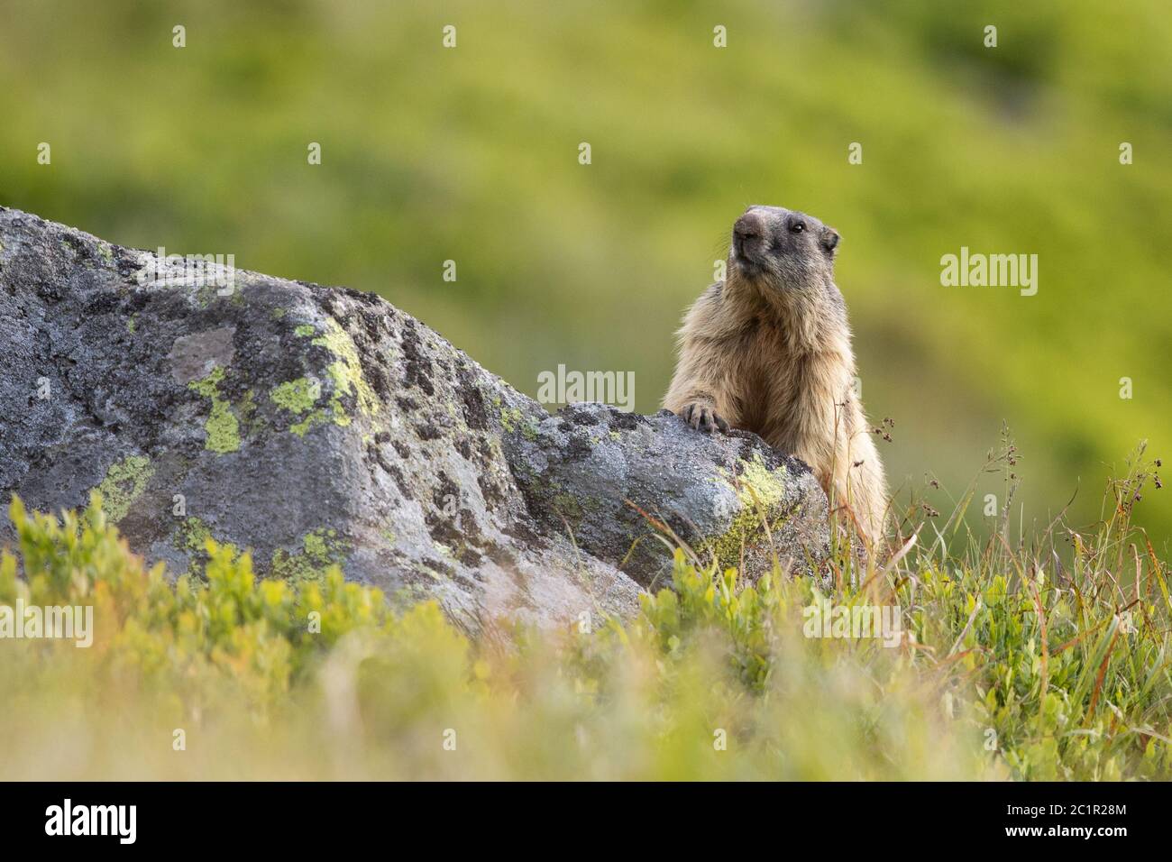 Tatra marmot hi-res stock photography and images - Alamy
