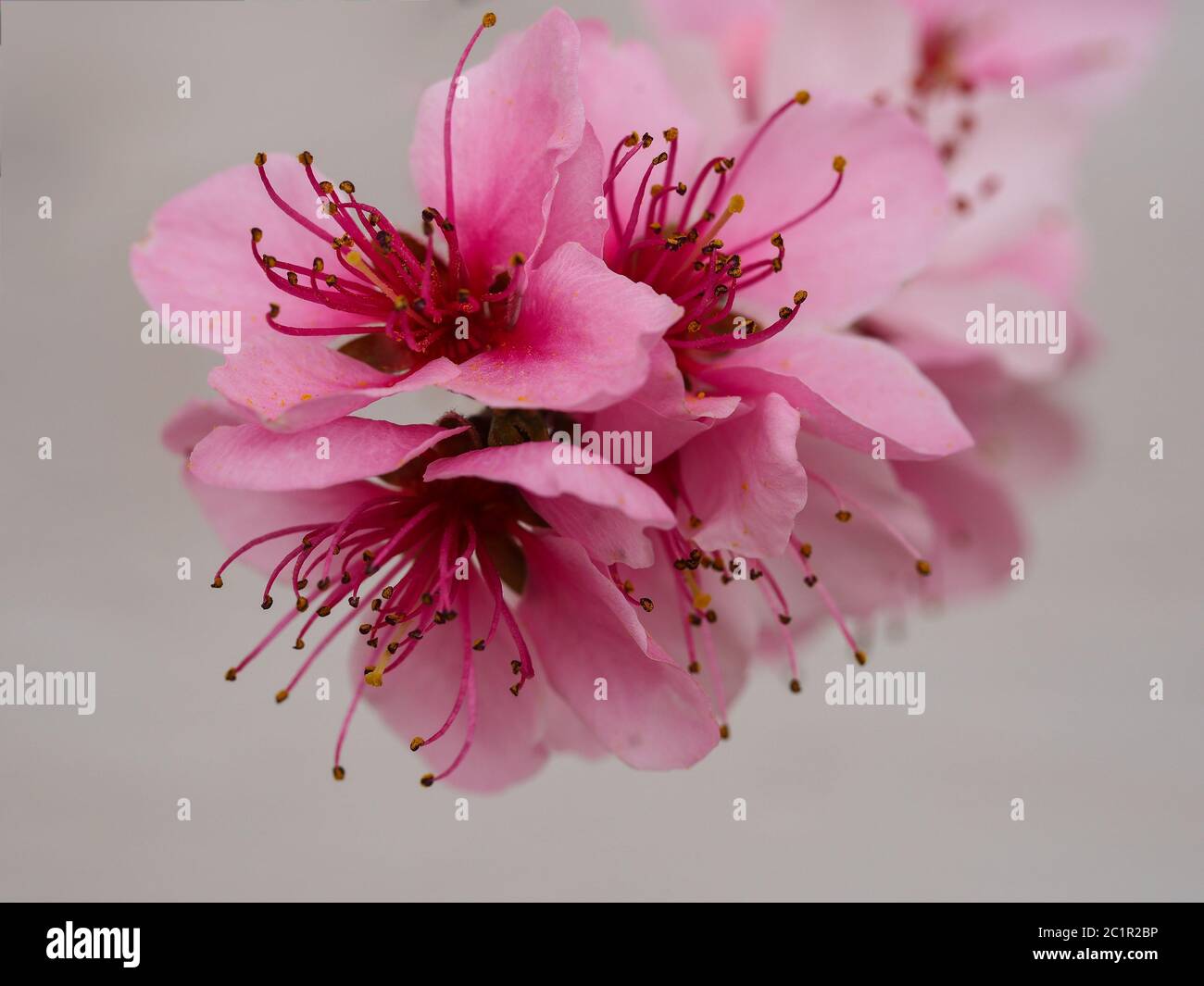 Beautiful pink flowers on a peach tree branch with a white background ...