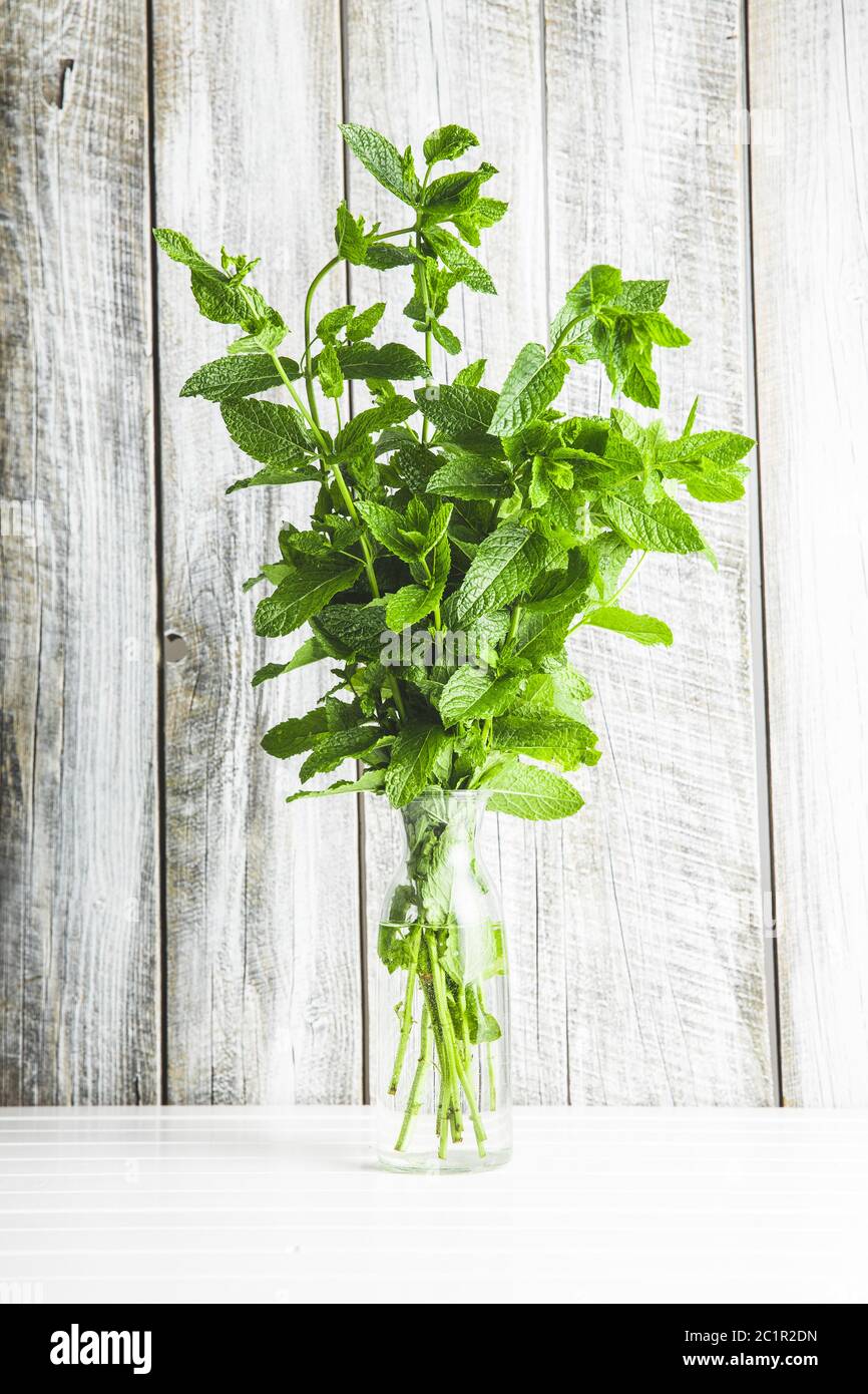 Branches of green mint in a vase on white table Stock Photo - Alamy