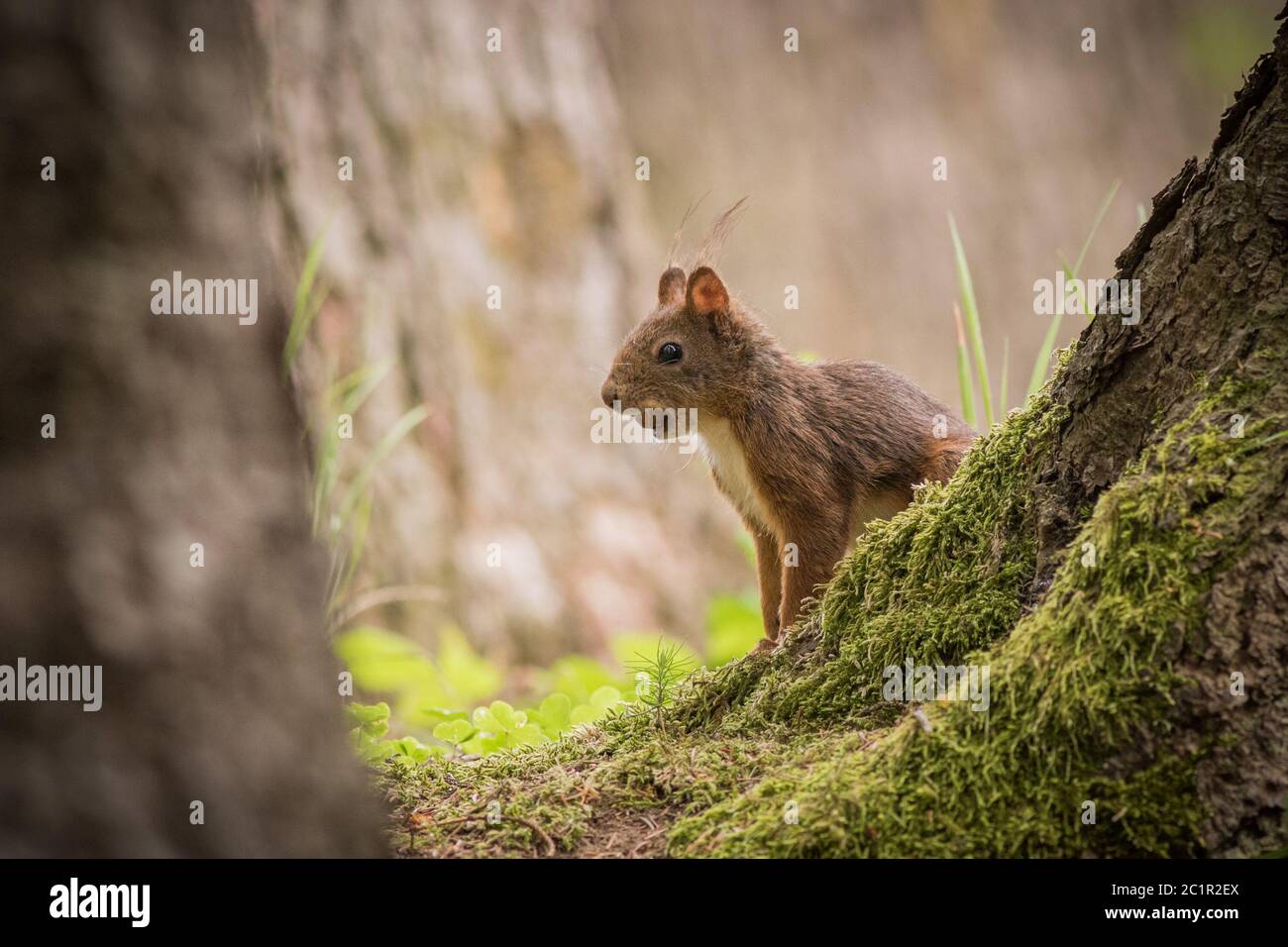 Nut trees hi-res stock photography and images - Alamy