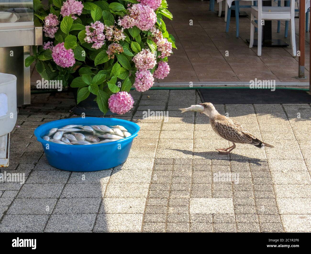 Bird stealing a fish Stock Photo - Alamy