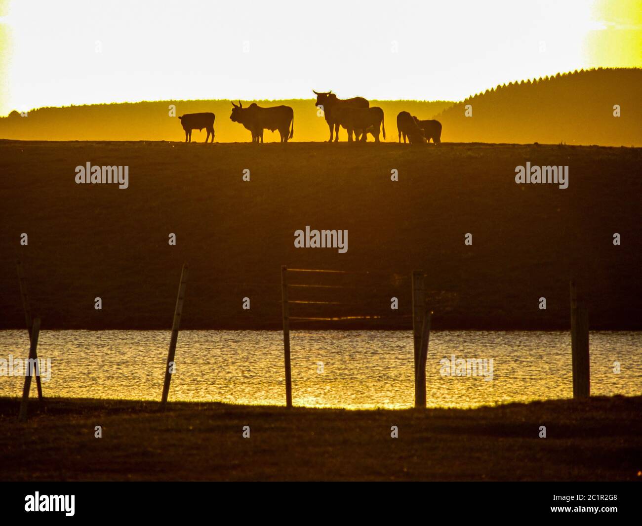 Cattle ranch sunset hi-res stock photography and images - Alamy