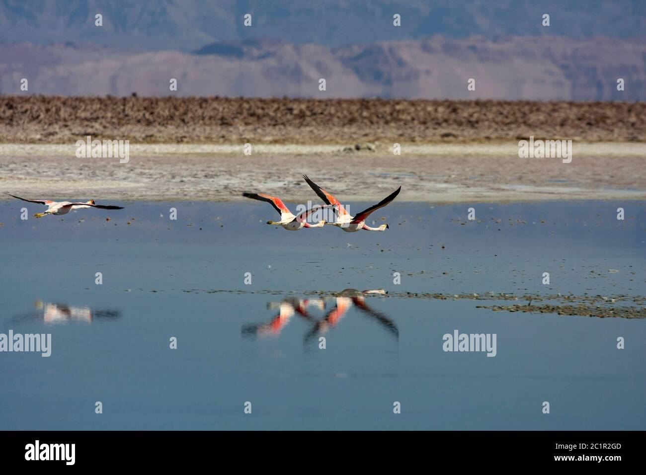 Flamingos flying over the Salar de Atacama Stock Photo - Alamy