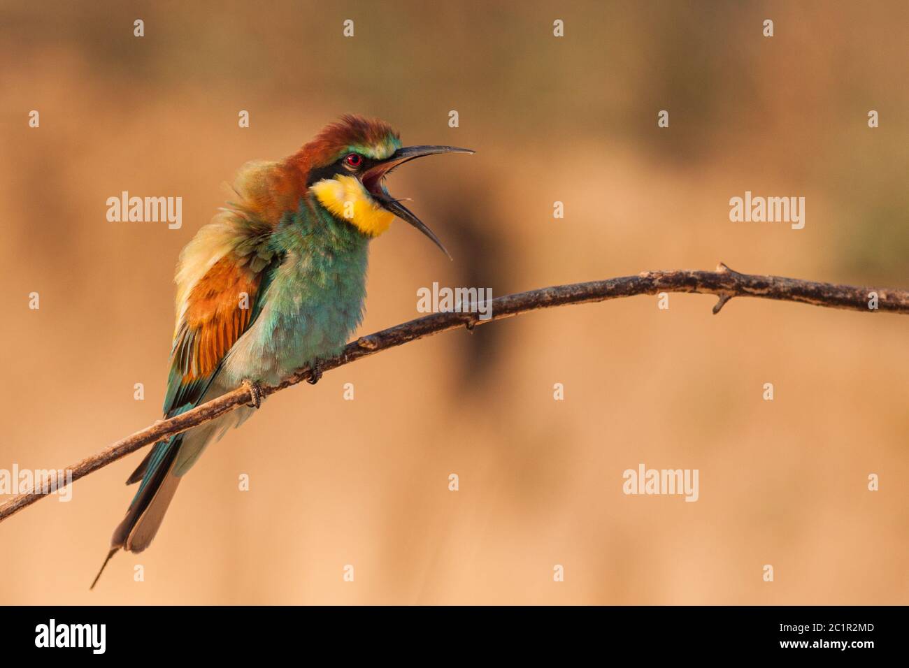 Screaming Bird High Resolution Stock Photography and Images - Alamy