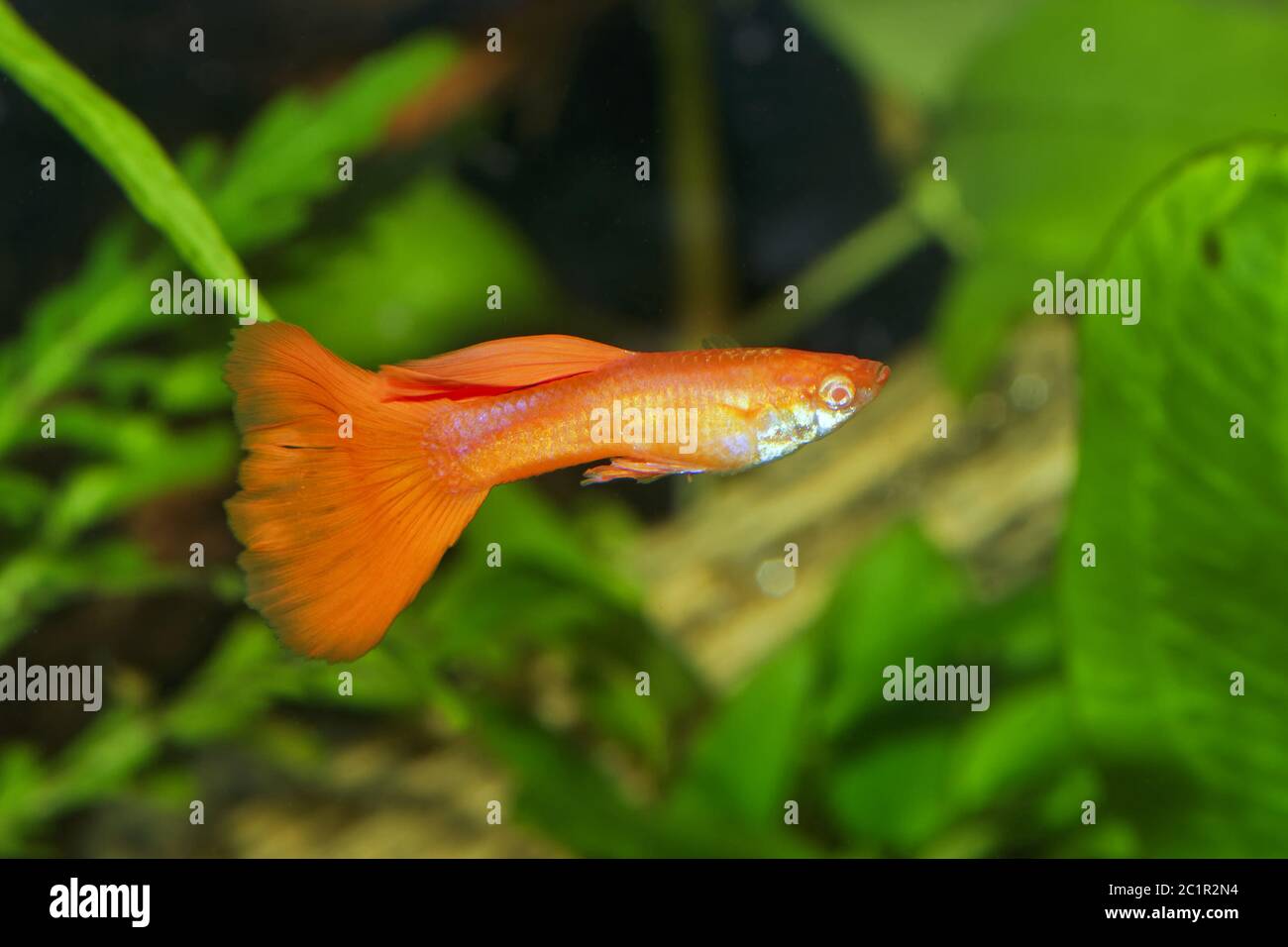 Portrait of aquarium fish - guppy (Poecilia reticulata) in a aquarium ...