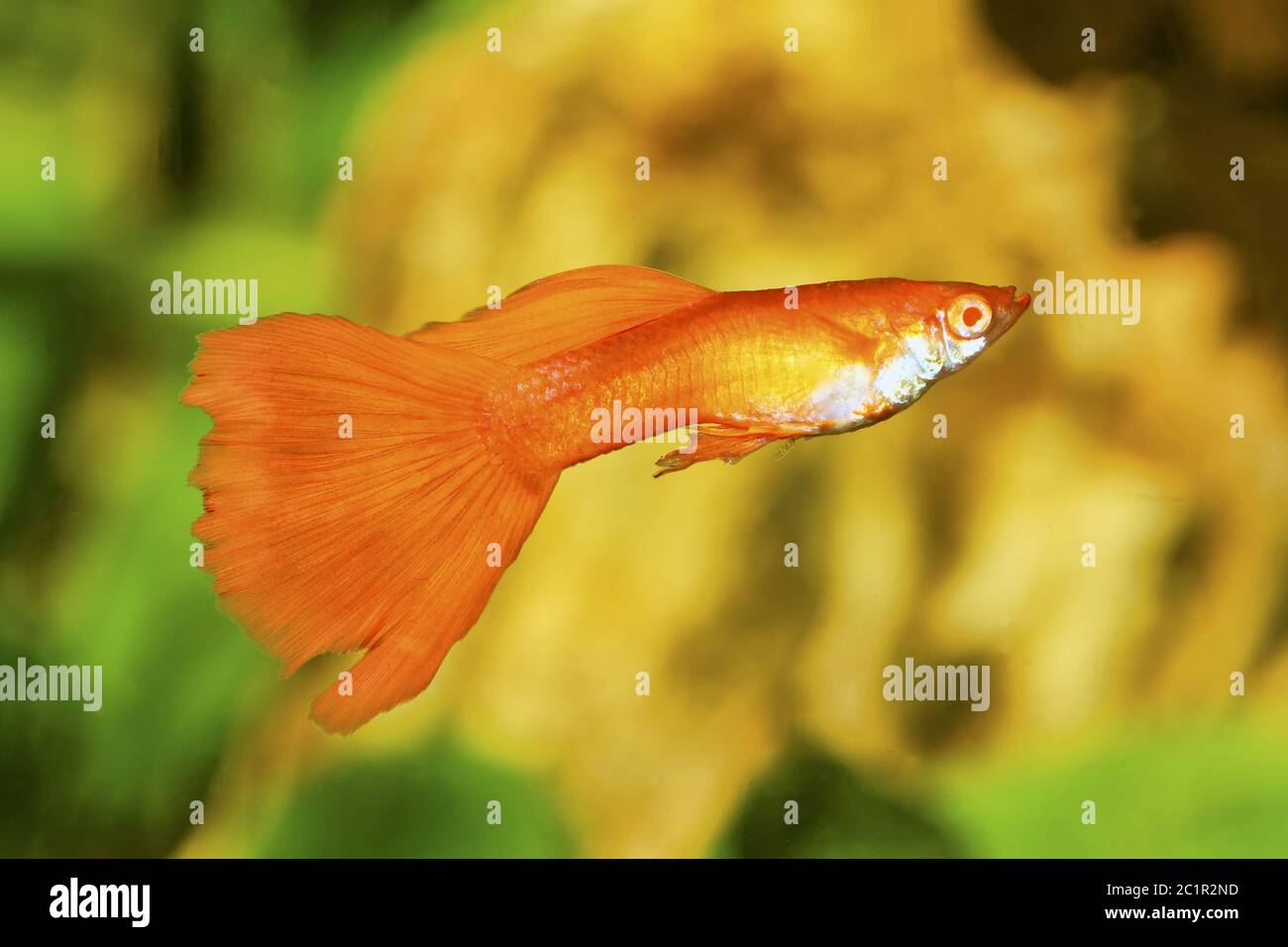 Guppy fish hi-res stock photography and images - Alamy