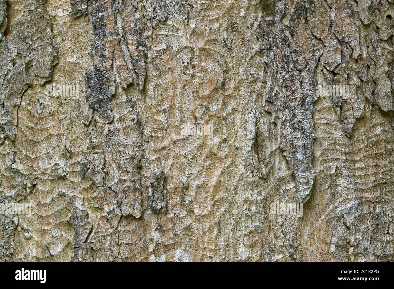 Seamless tree bark wood texture hi-res stock photography and images - Alamy