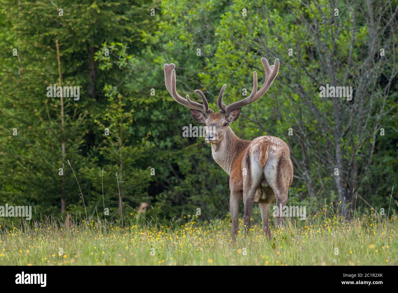 Red deed stag hi-res stock photography and images - Alamy