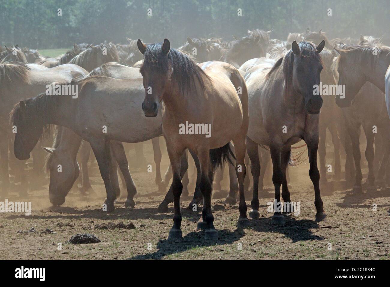 Horses in the wild hi-res stock photography and images - Alamy