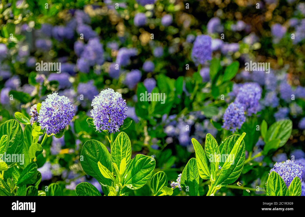 Ceanothus Blue High Resolution Stock Photography and Images - Alamy