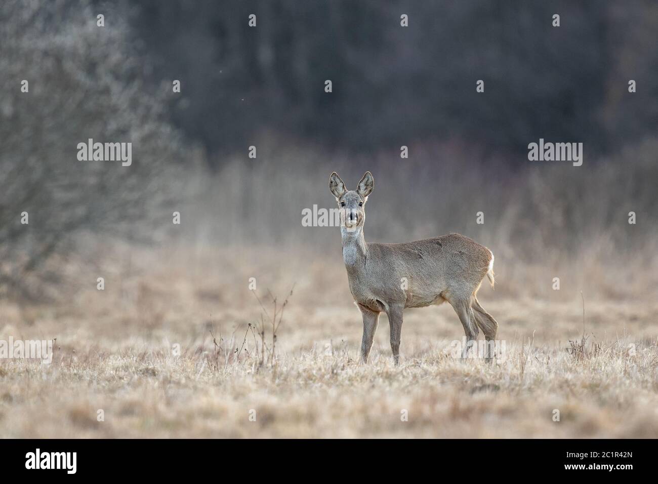 Curious roe deer female on the meadow facing the camera, (Capreolus ...
