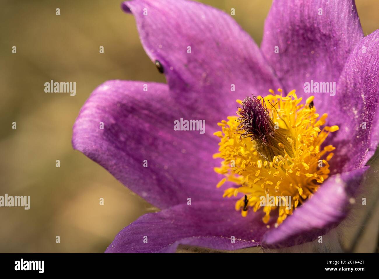 Detail of purple flower, fluffy blooming flower with opened blossom ...