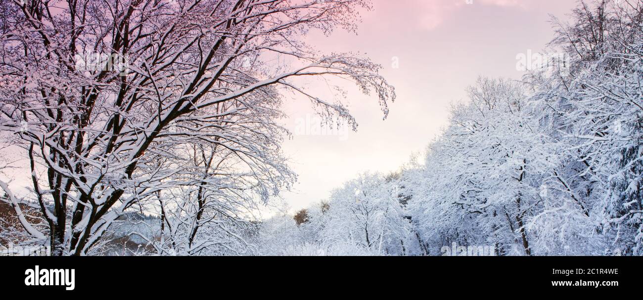 Winter landscape with snow covered trees and pink sky Stock Photo - Alamy