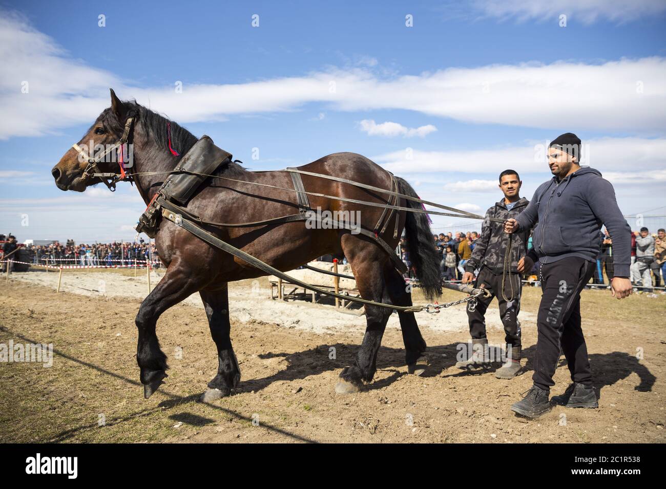 Horse heavy pull tournament Stock Photo - Alamy