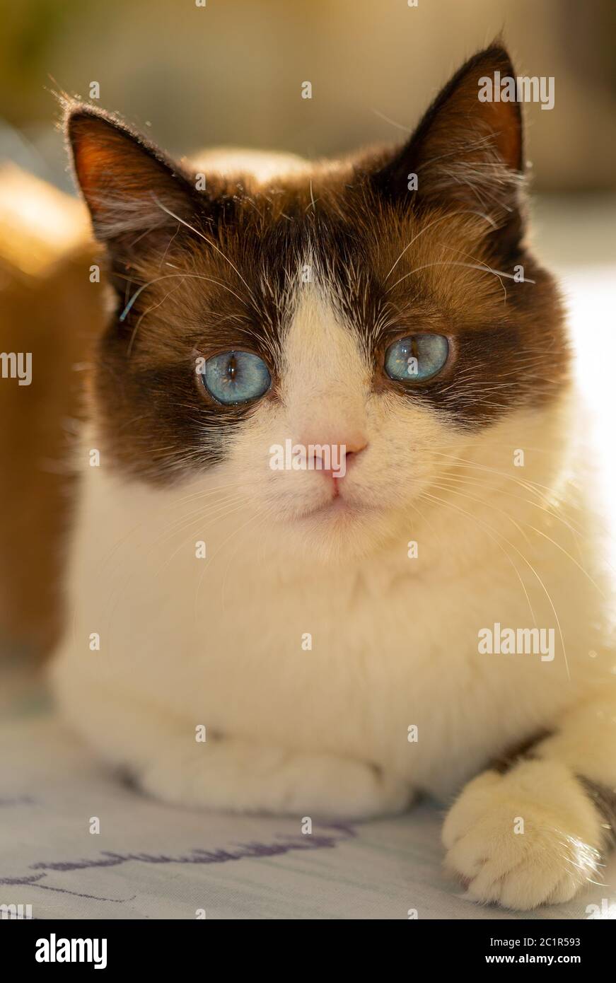 Snowshoe cat hi-res stock photography and images - Alamy