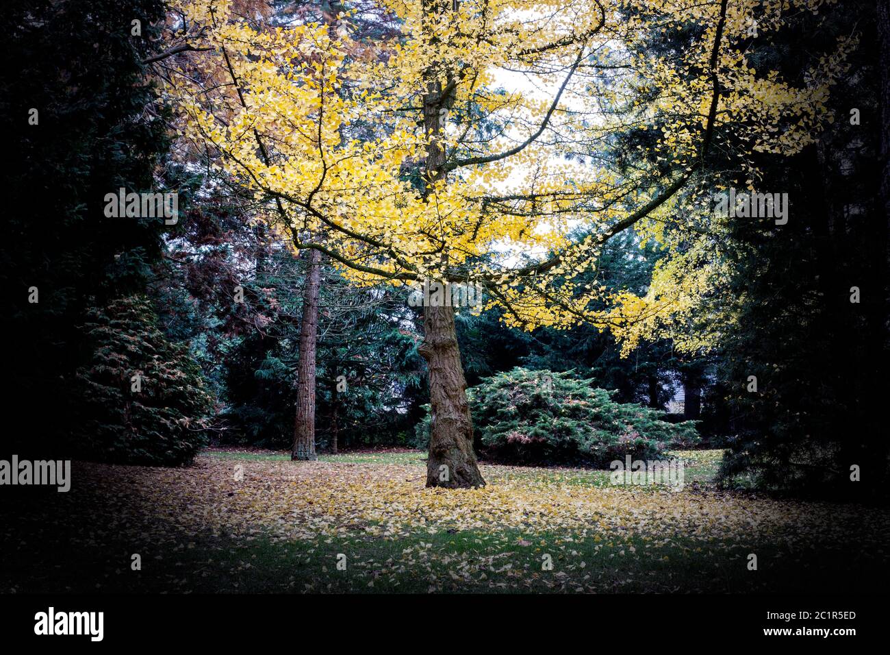 beautiful yellow tree among the other colored trees in a colorful park ...