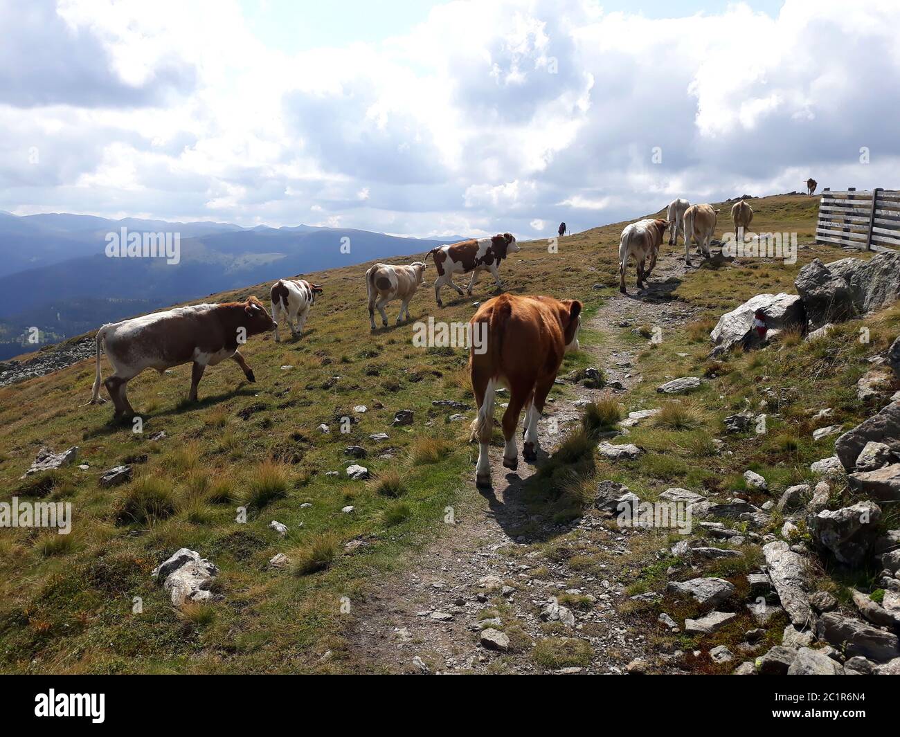 Cows alp hi-res stock photography and images - Alamy