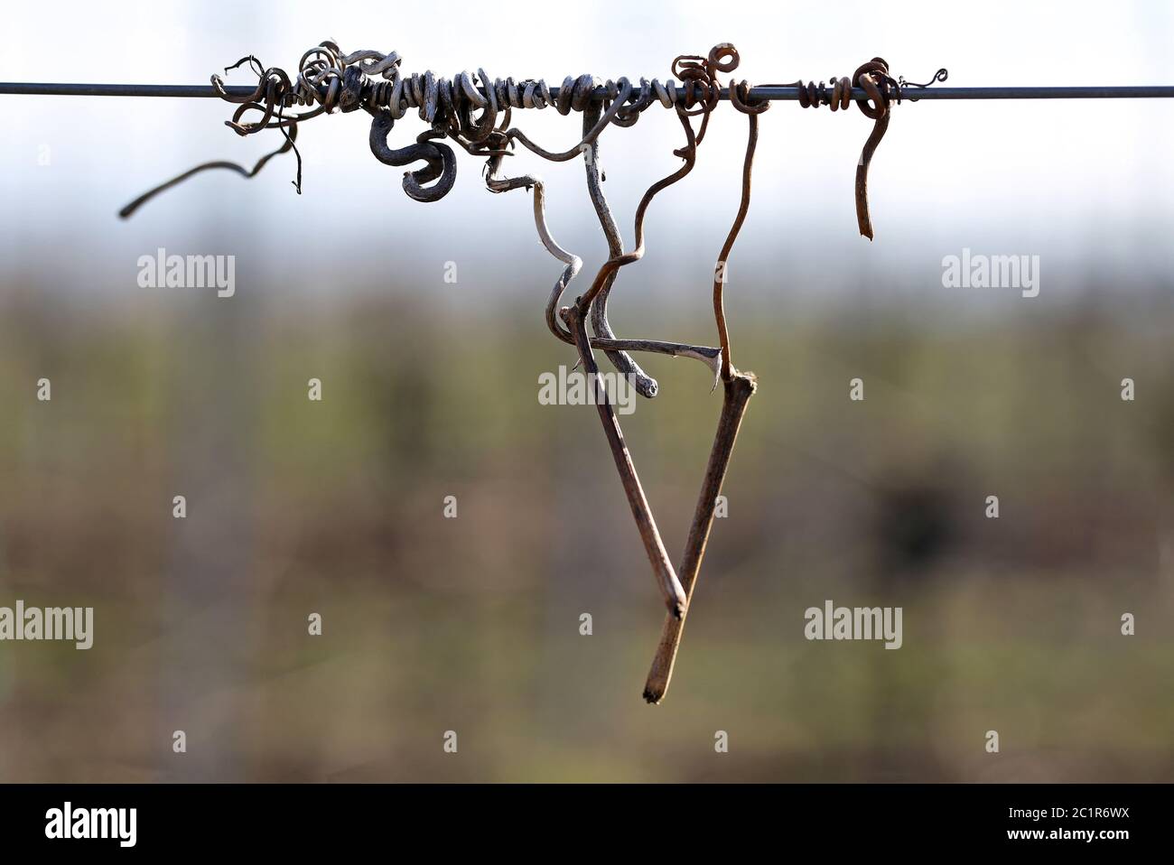 Wire vine hi-res stock photography and images - Alamy