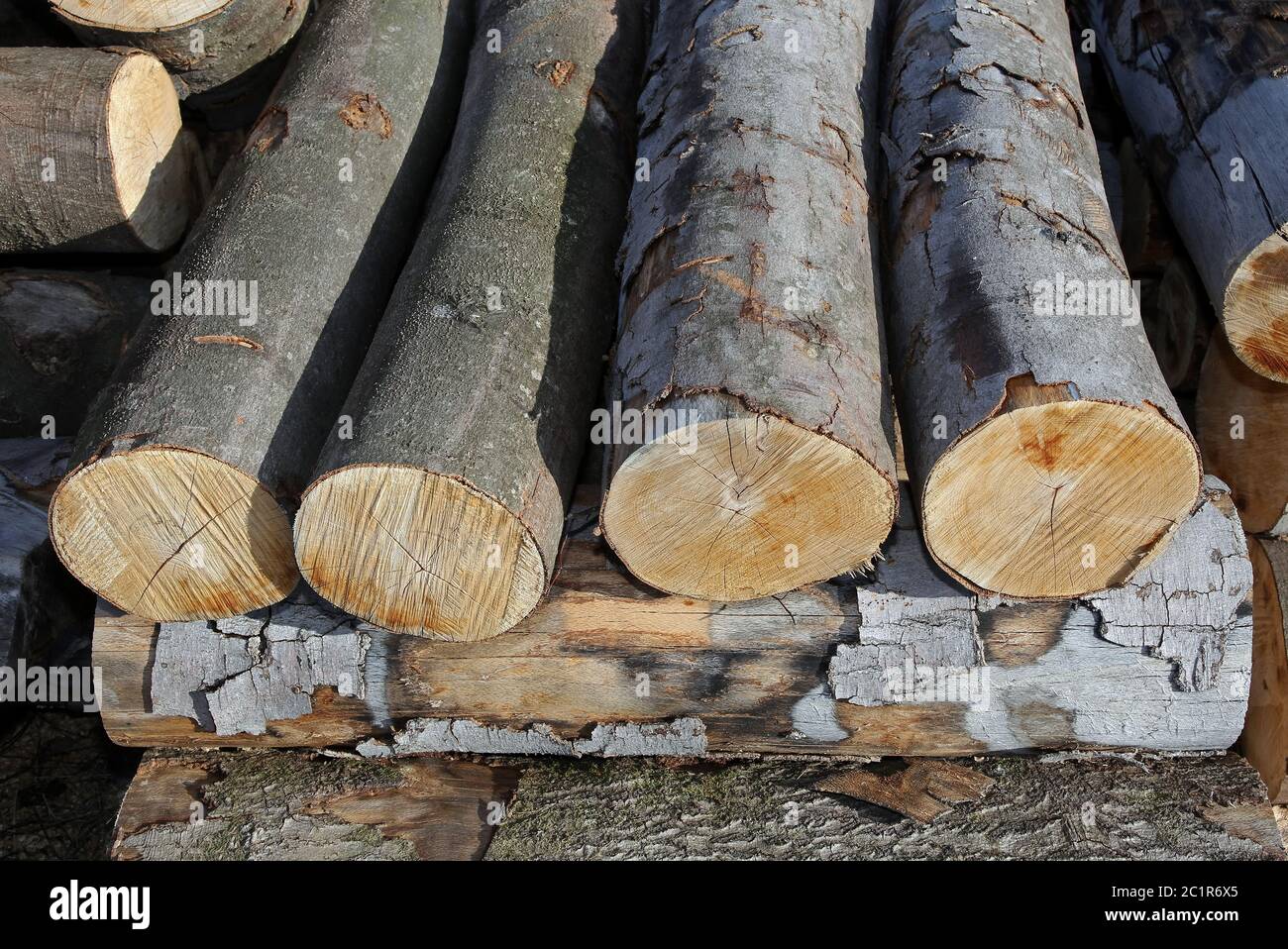 sawed tree trunks Stock Photo - Alamy