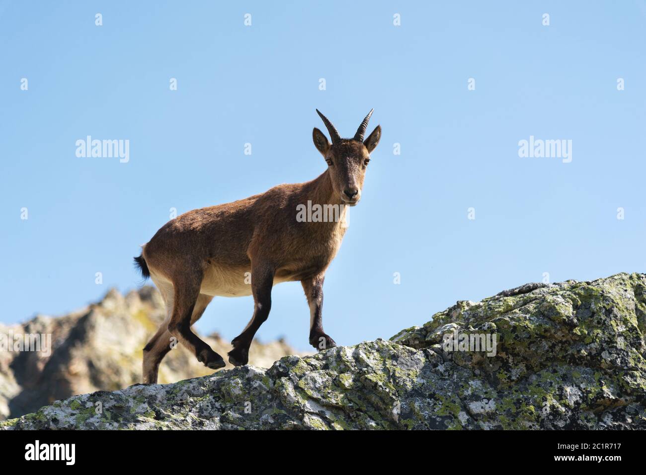 Female young ibex on rock hi-res stock photography and images - Alamy