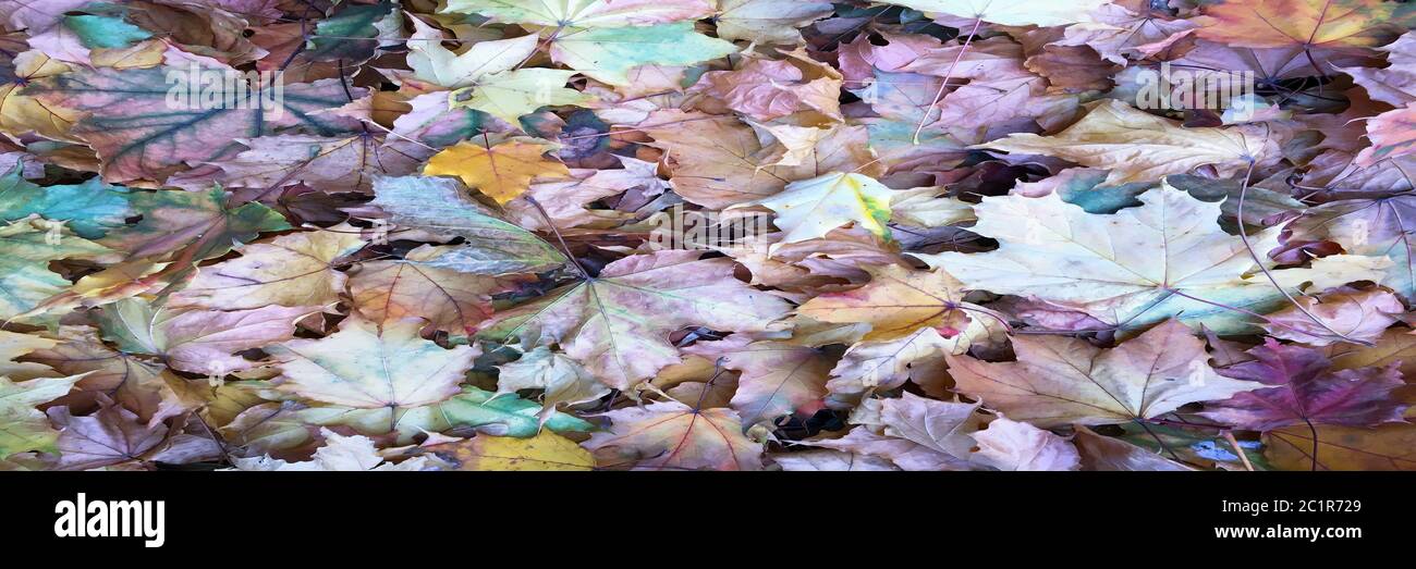 Colourful leaf texture hi-res stock photography and images - Alamy