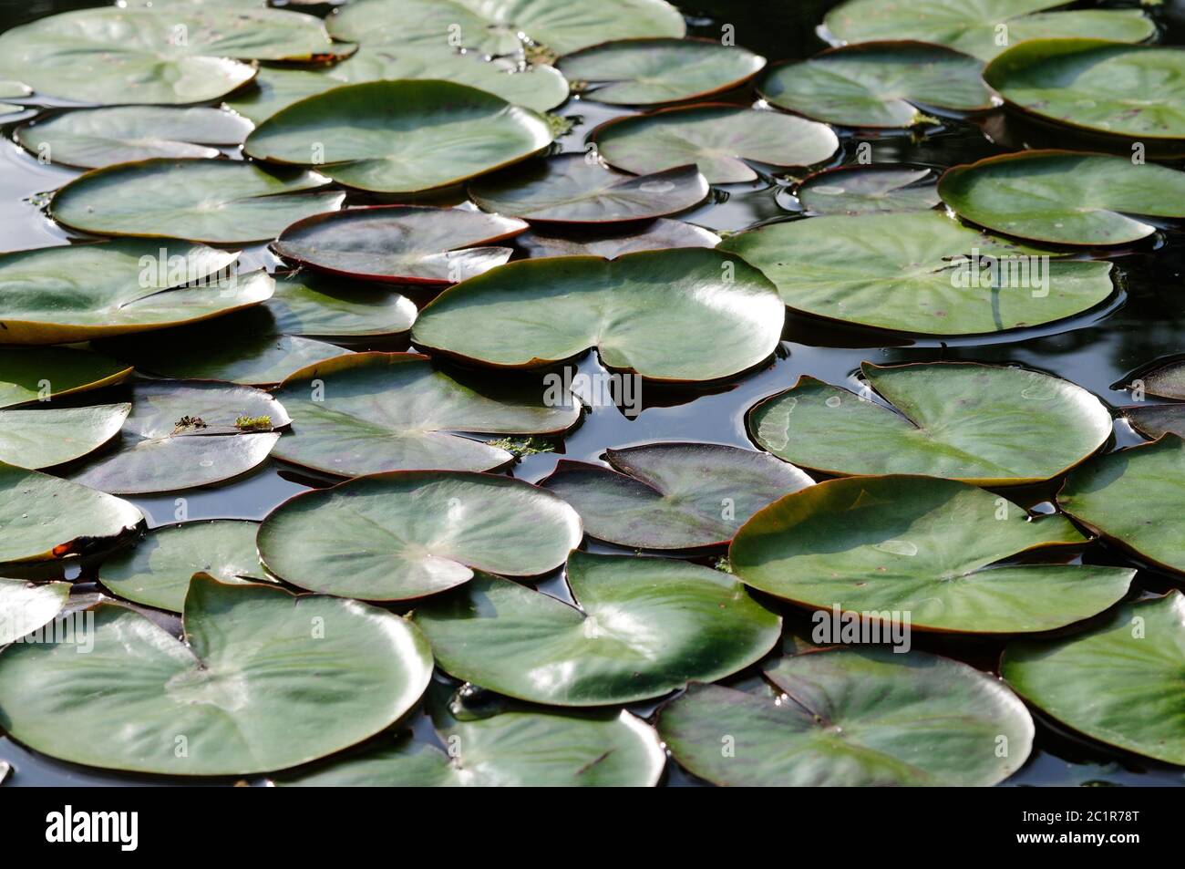 Round lily hi-res stock photography and images - Alamy