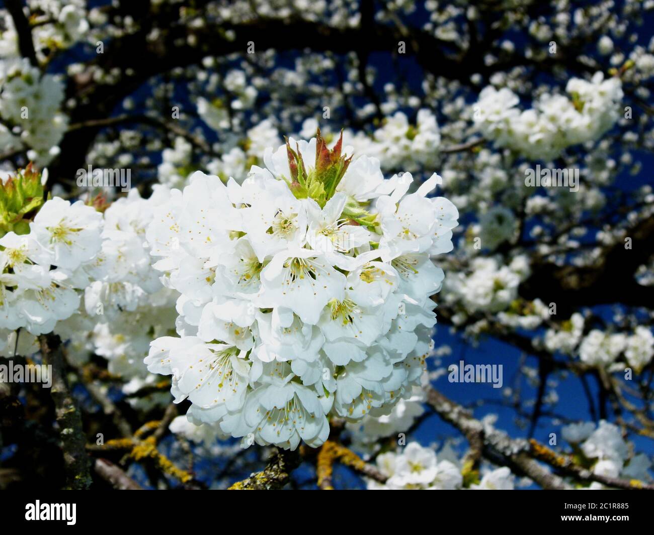 Cherry tree in glorious bloom with cloudless sky hi-res stock ...