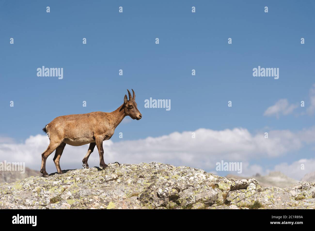 Alpine ibex goat climbing hi-res stock photography and images - Alamy