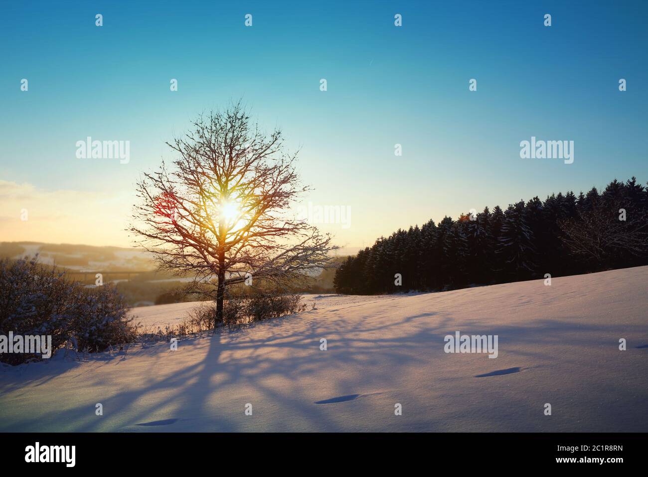 Winter sunset with tree in the snow. Nature background Stock Photo - Alamy