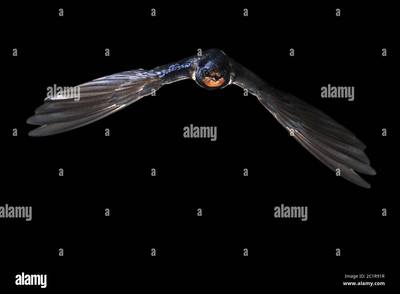Barn swallow (Hirundo rustica) bird flying on black background Stock ...