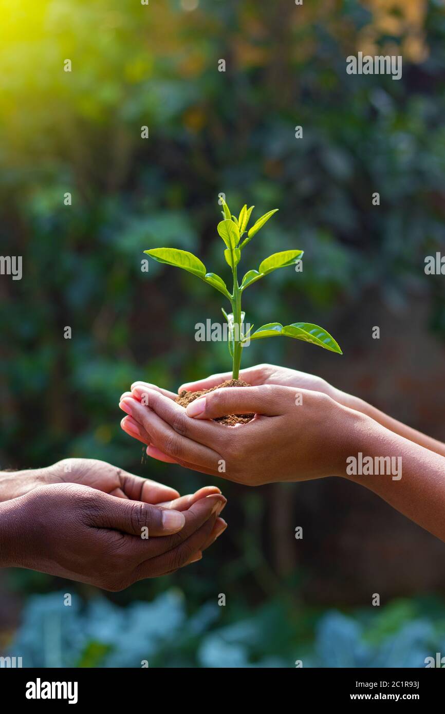 a lady is giving plant towards a man to promote plantation Stock Photo ...