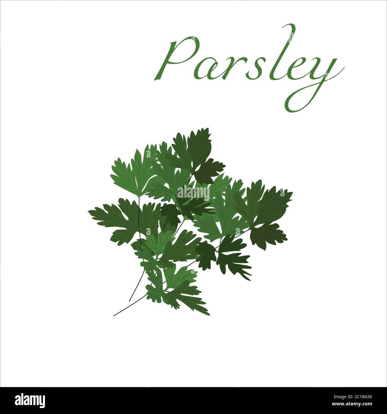 Parsley on a white background, hand-drawn vector illustration Stock ...