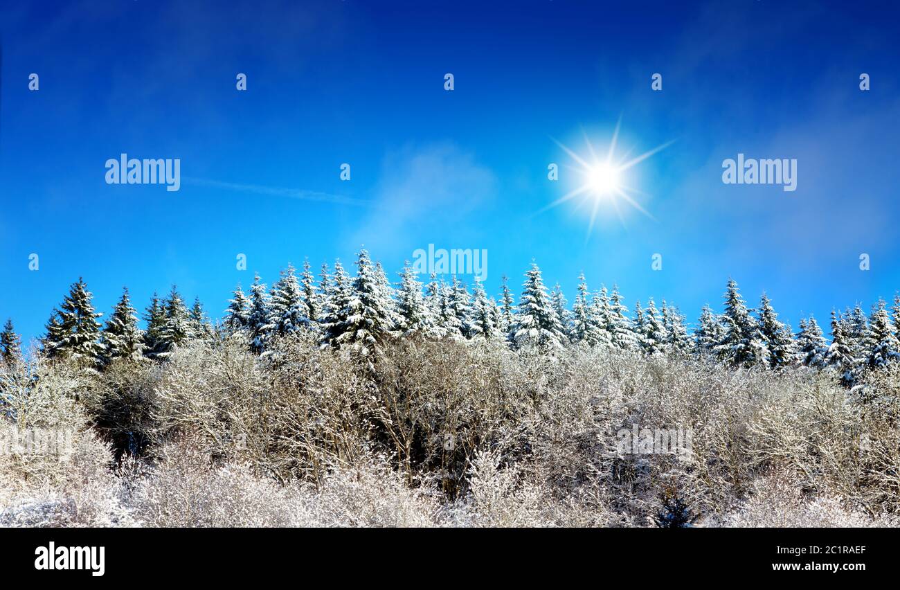 Winter forest with fir trees in a rays of sun Stock Photo - Alamy