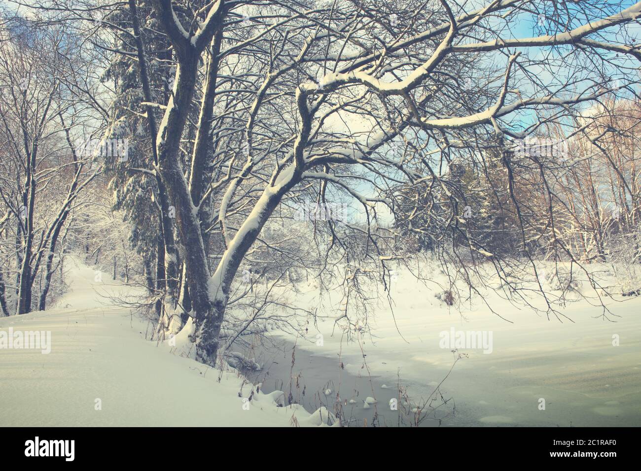 Winter trees on snow. Nature background with snow covered trees in the ...