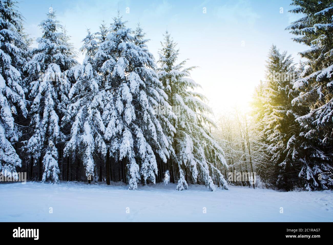 Pine trees with snow in winter and sun. Winter background Stock Photo ...
