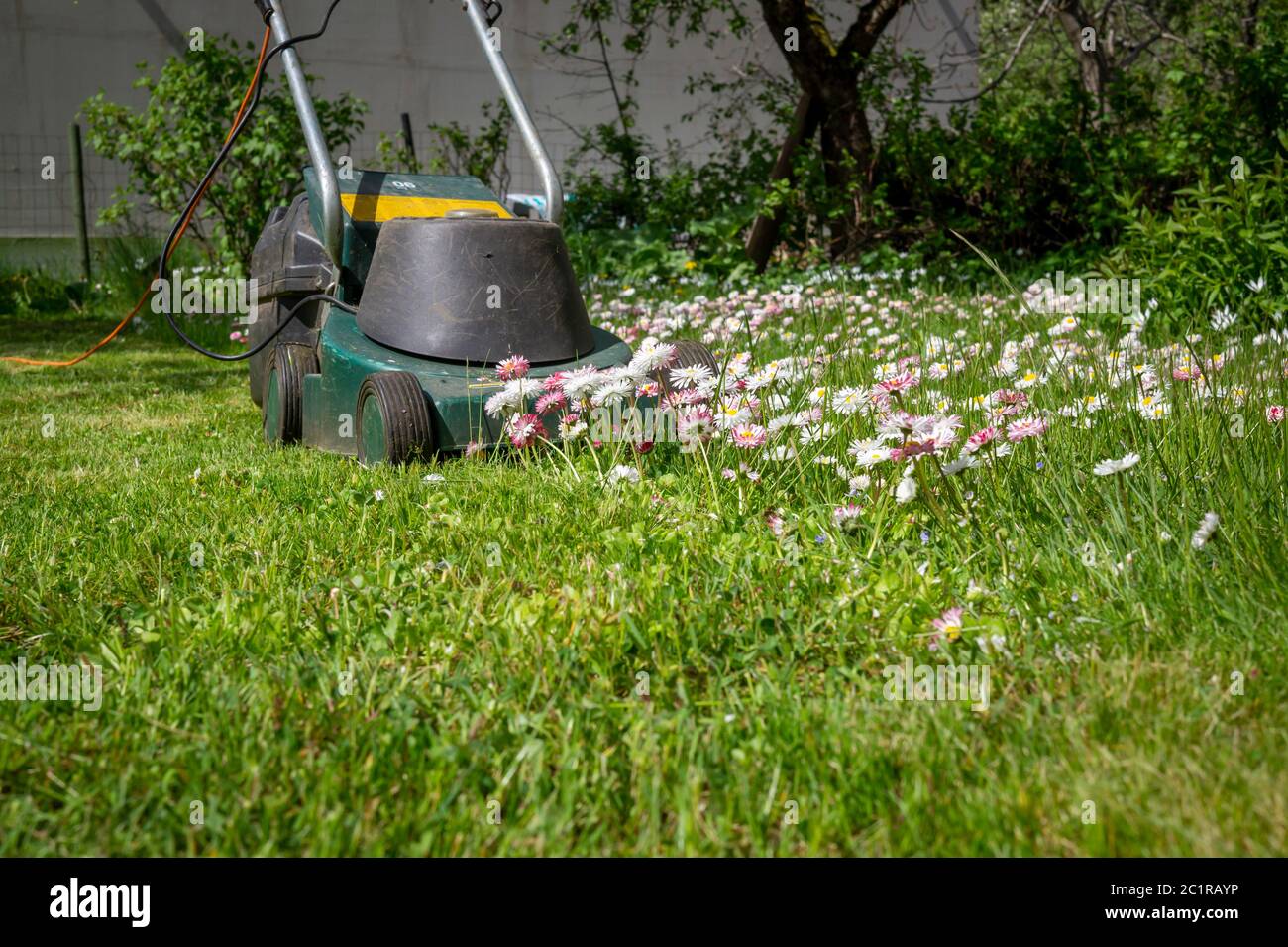 Dainty white and pink spring flowers in a green garden lawn with ...