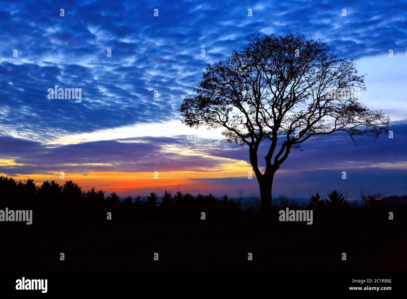 Sunset and big old tree. Nature sunset background Stock Photo - Alamy