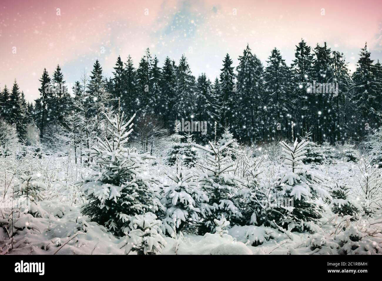 Snowfall in winter forest. Nature background with snow Stock Photo - Alamy