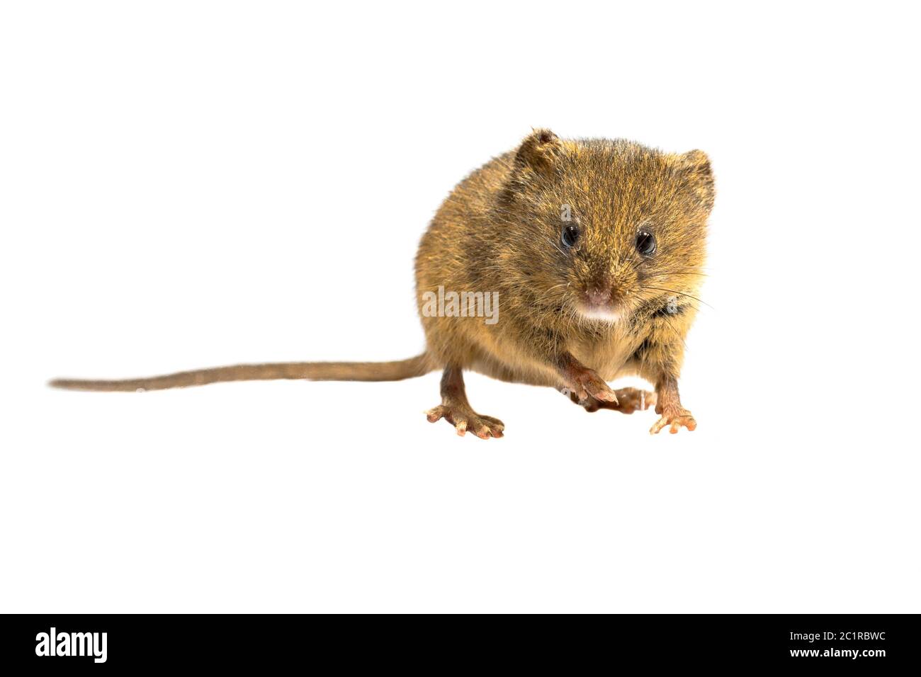 Smallest rodent Cut Out Stock Images & Pictures - Alamy