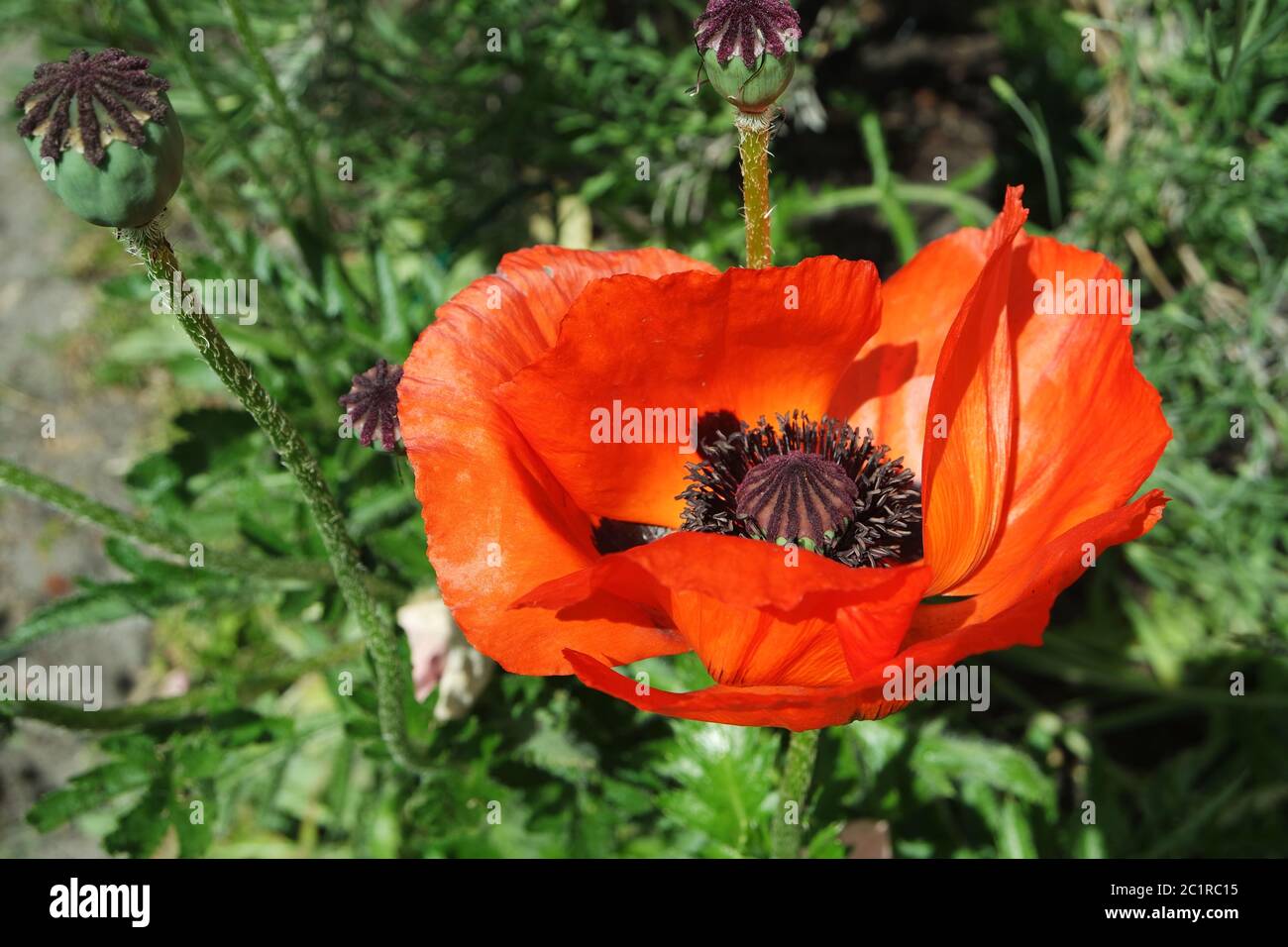 Red poppy flower Stock Photo - Alamy
