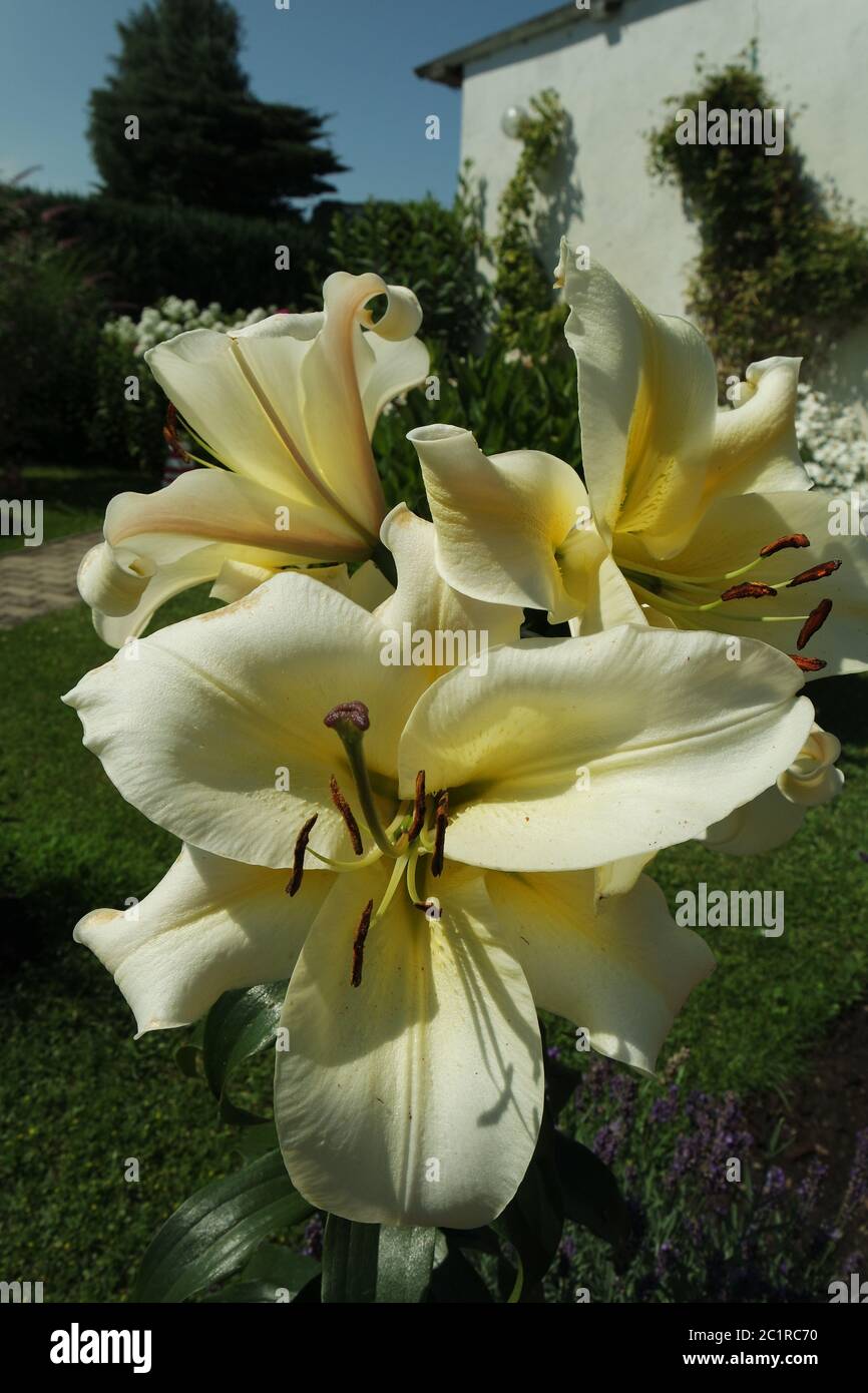 Yellow lilium hi-res stock photography and images - Alamy