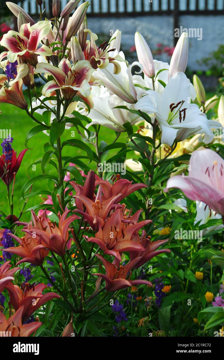 Colorful lilies hi-res stock photography and images - Alamy