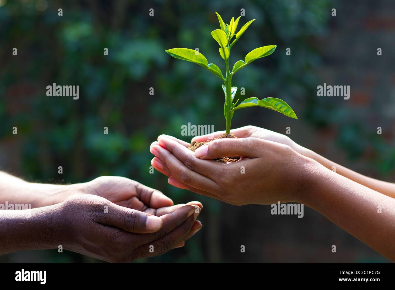 a lady is giving plant towards a man to promote plantation Stock Photo ...