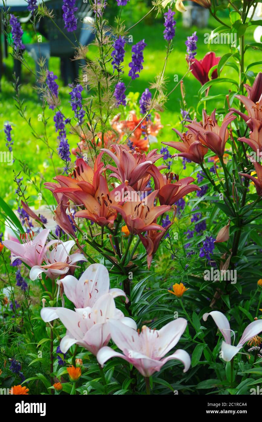 Colorful lilies hi-res stock photography and images - Alamy