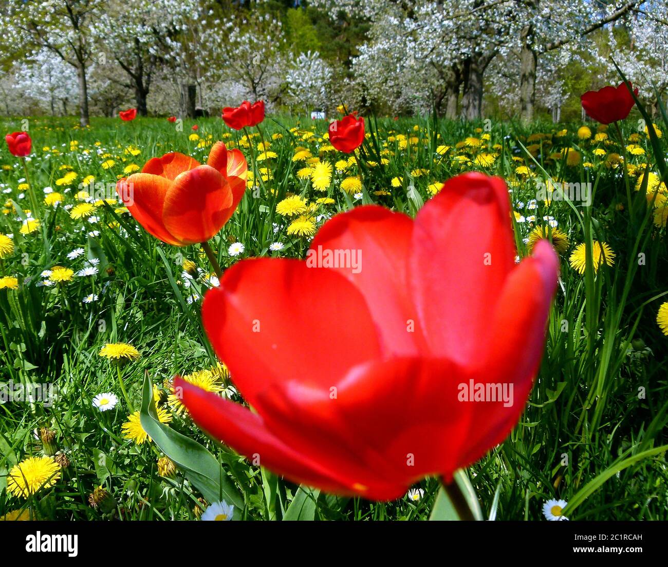 big red tulip with cherry tree meadow as blurred background 3 Stock ...