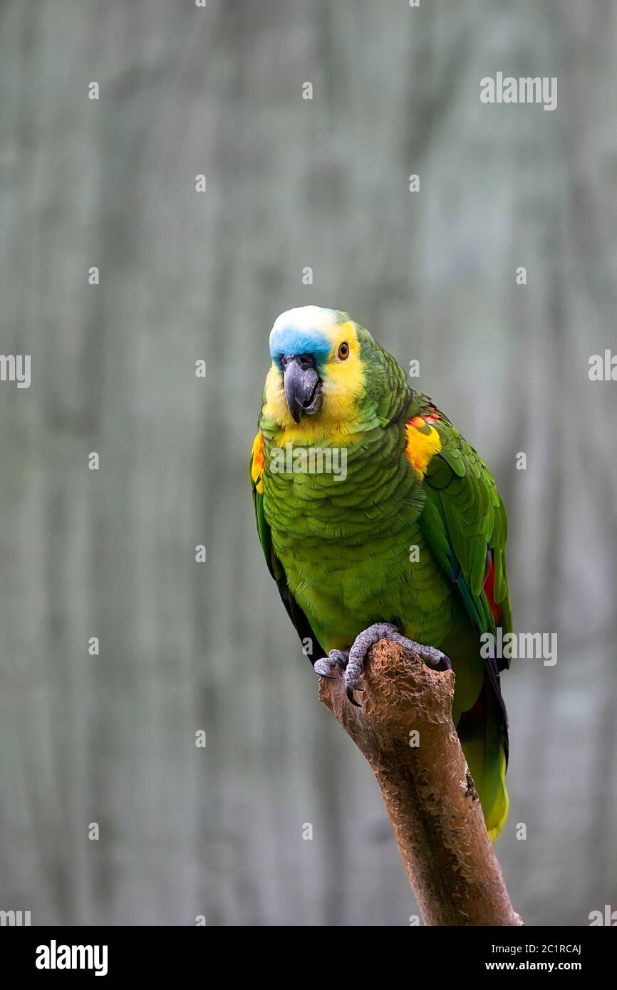 Ara beak hi-res stock photography and images - Alamy