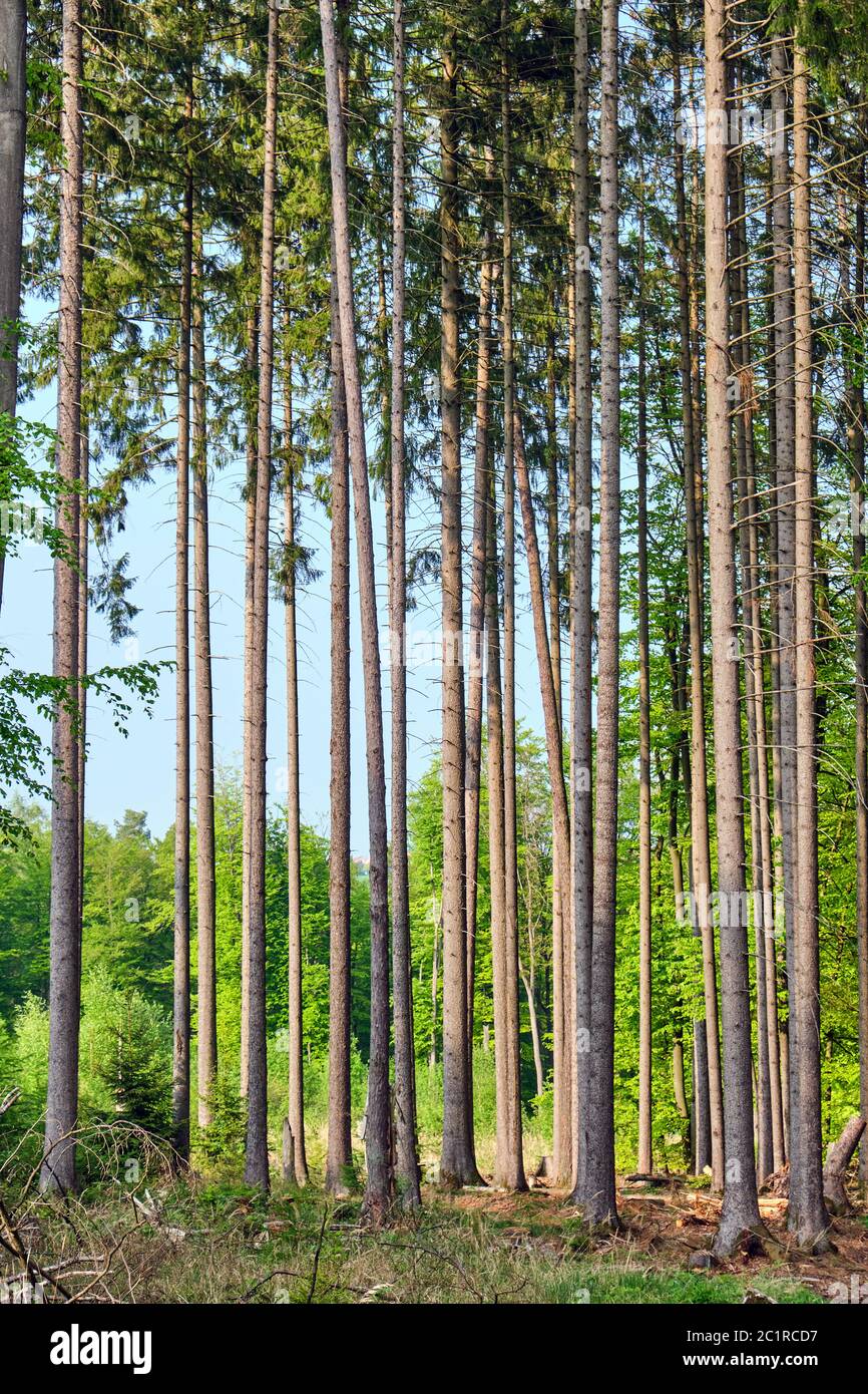 Trunks of some high spruce trees seen in a german forest Stock Photo ...