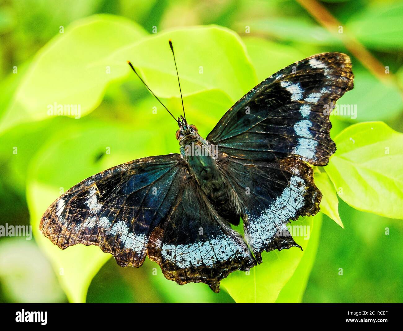 Big tropical butterfly hi-res stock photography and images - Alamy